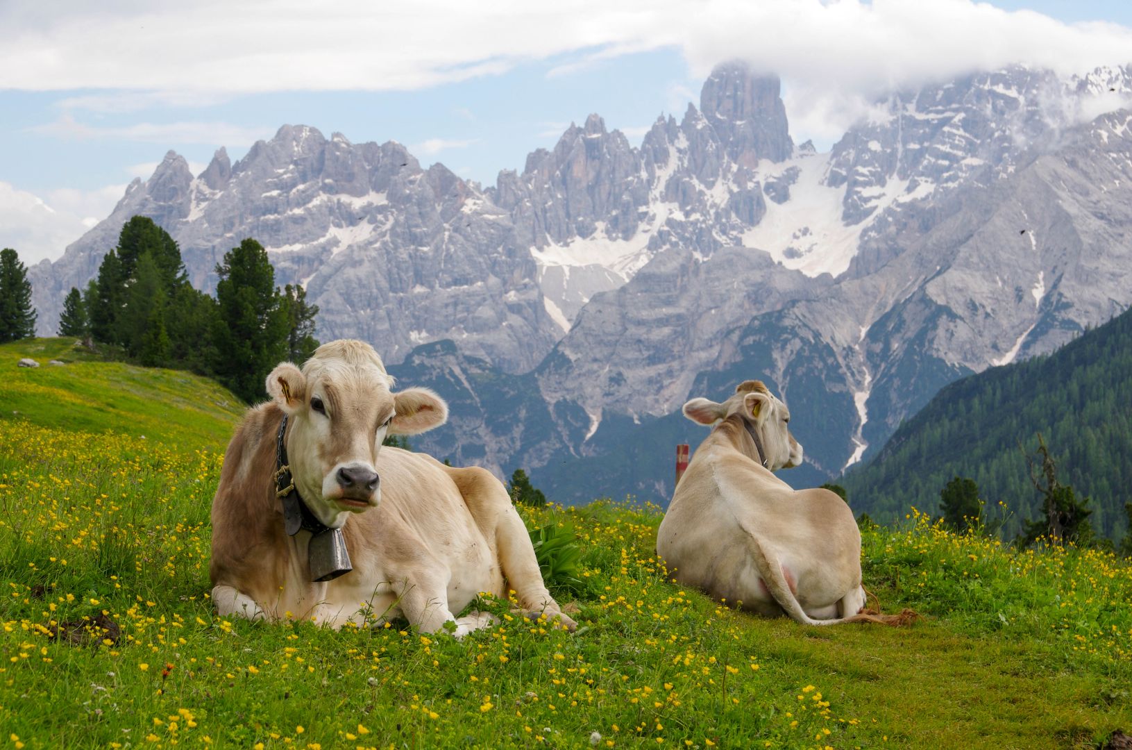 Permitted and Forbidden Types of Animals